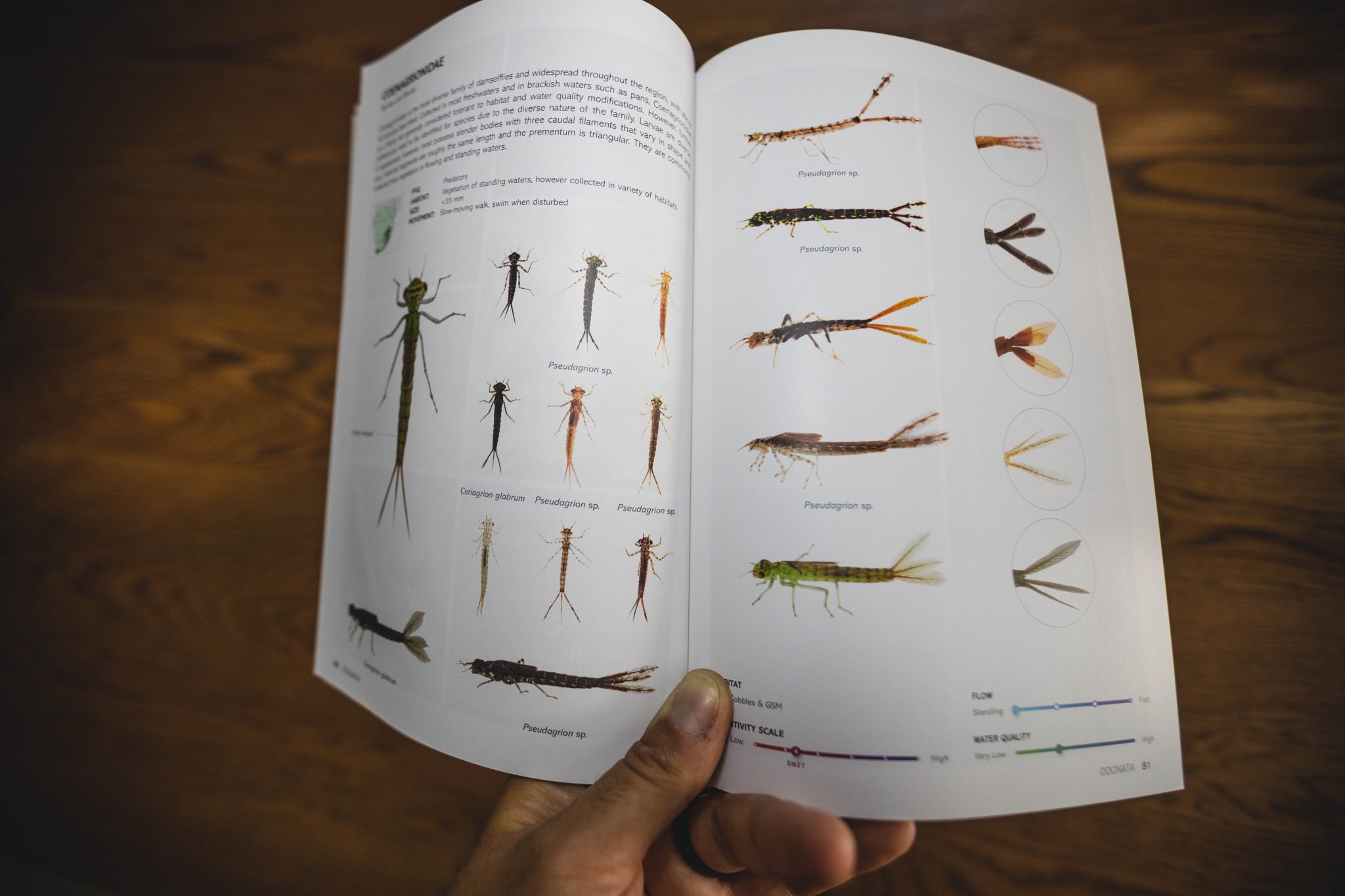 A Field Guide to Freshwater Macroinvertebrates of Southern Africa ...